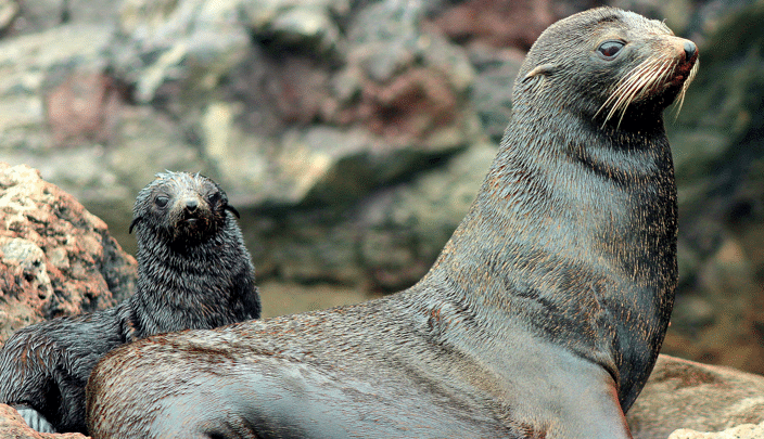 SeaWorld Conservation Fund Invests Millions to Protect Endangered ...