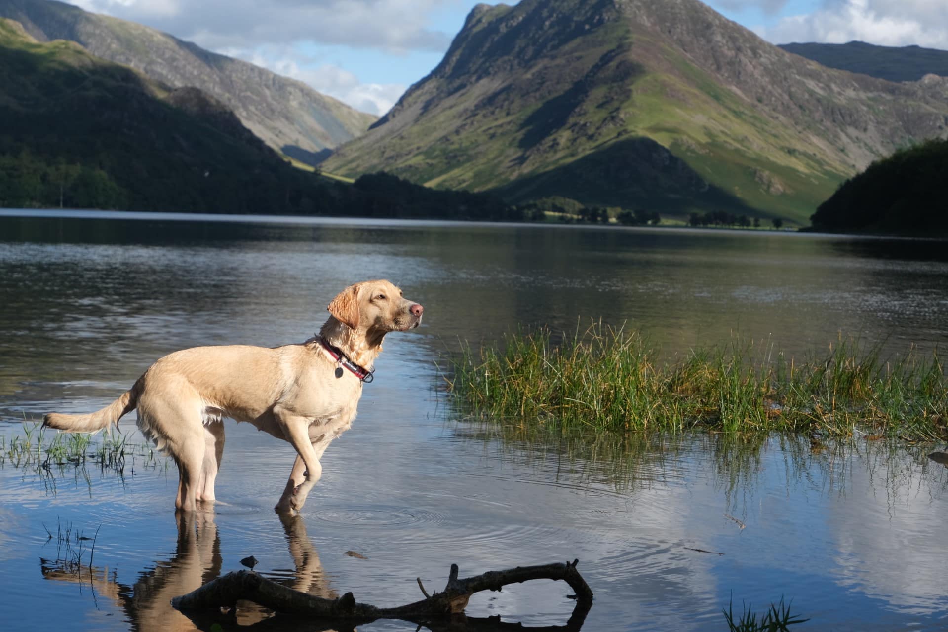 Stena Line Ups its Pet-Friendly Credentials by Naming Ferry ‘Pawmother ...