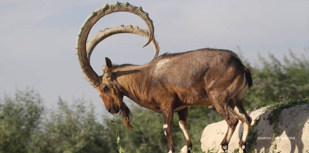 Saudi Arabia’s Ibex Reserve Gains IUCN Recognition | ittn.ie