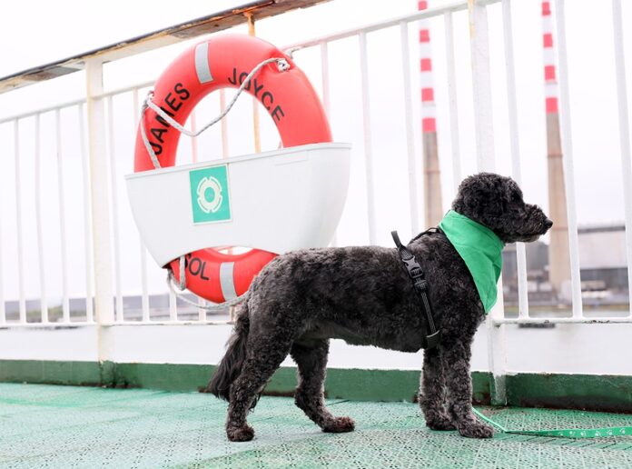 Irish Ferries Upgrades Pet Travel with New Pet Den Lounges | ittn.ie